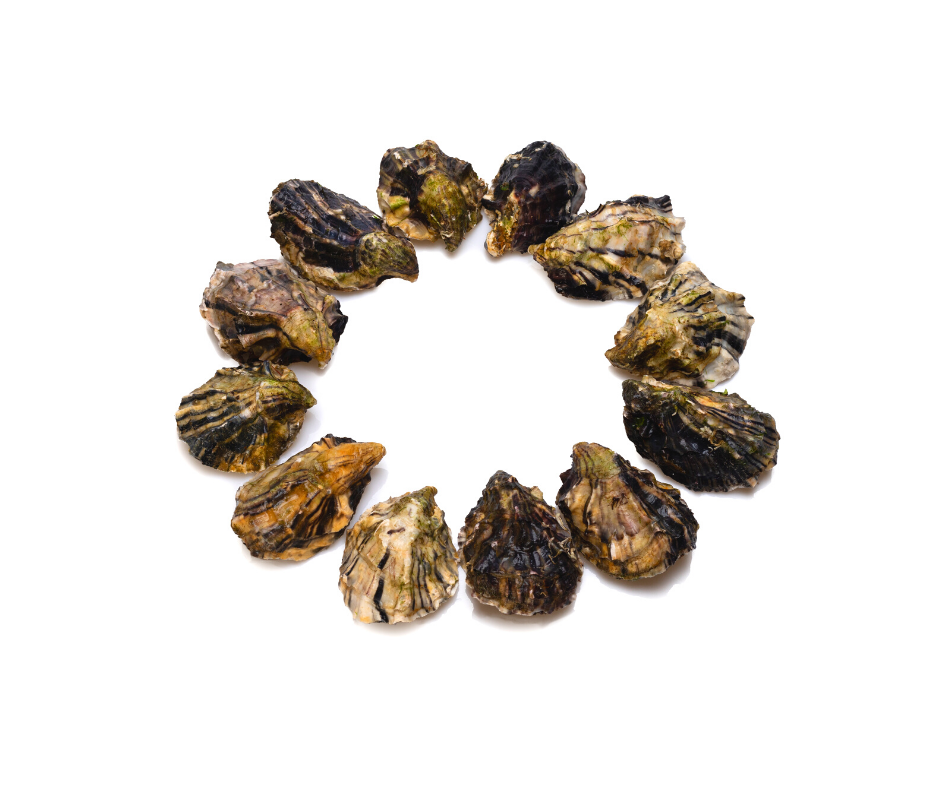 Special - Dozen Poole Rock Oysters – Poole Seafood